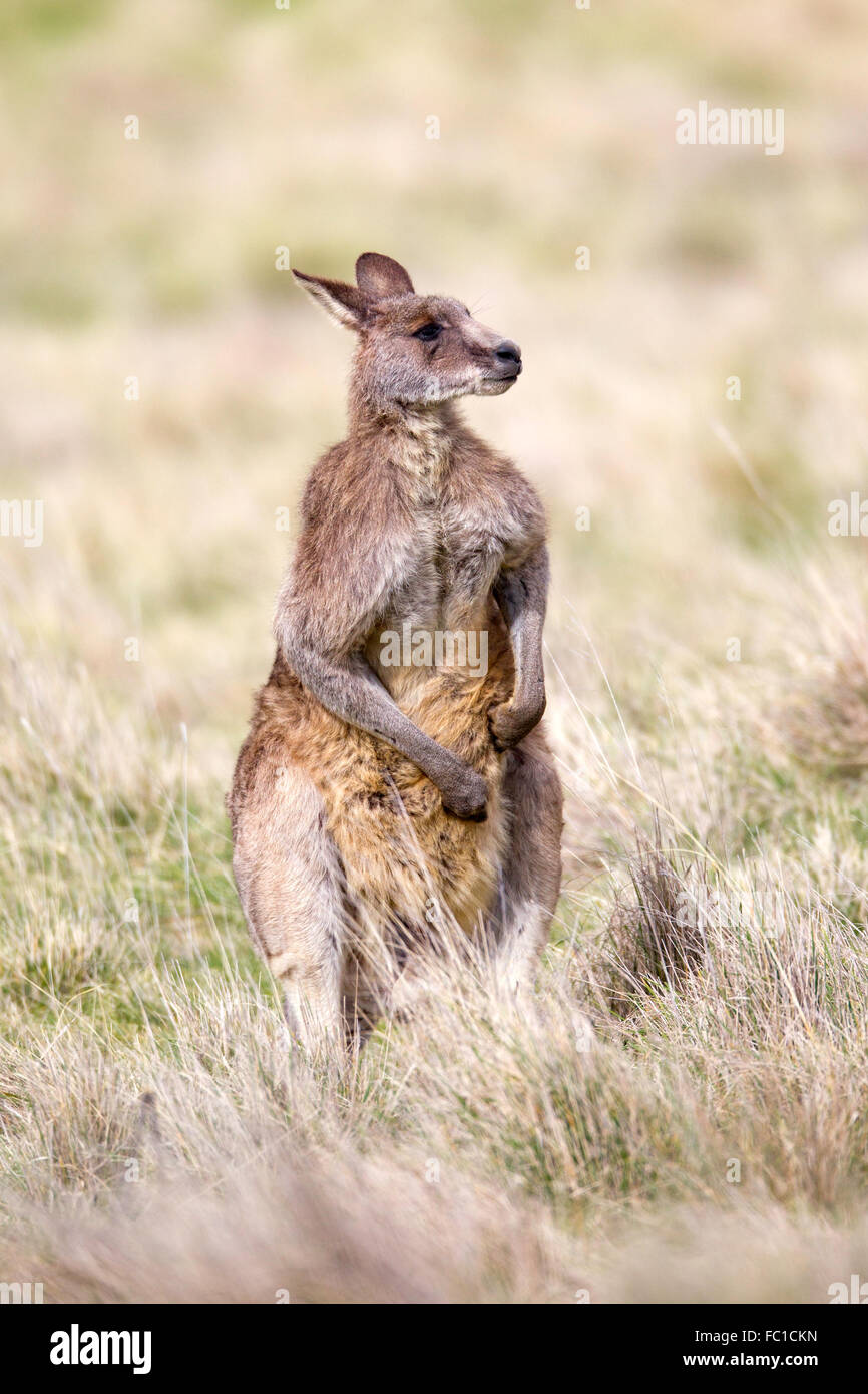 Male kangaroo hi-res stock photography and images - Alamy