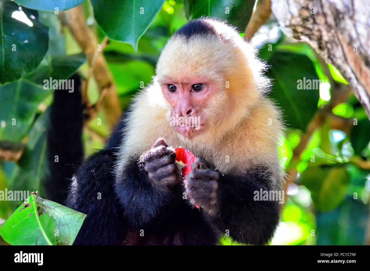Kapuzineraffe hi-res stock photography and images - Alamy