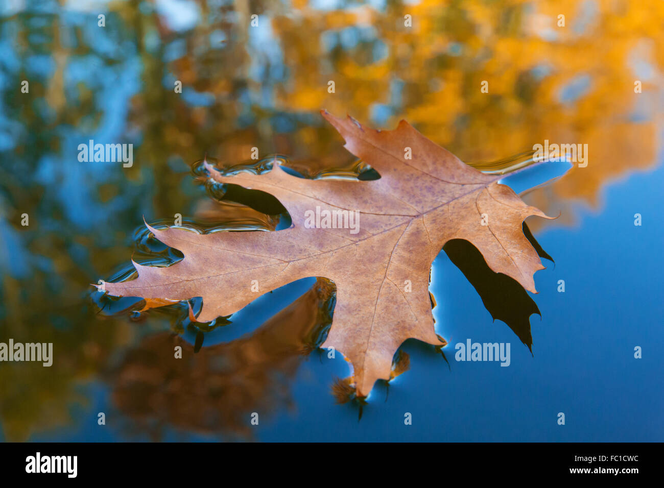 A fall leave on a water surface Stock Photo - Alamy