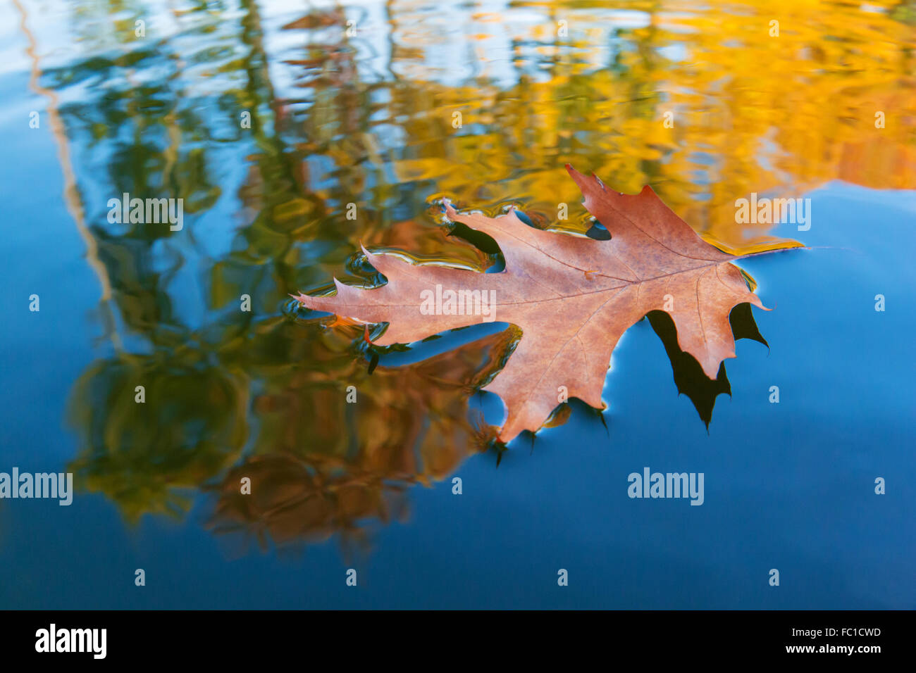 A fall leave on a water surface Stock Photo - Alamy