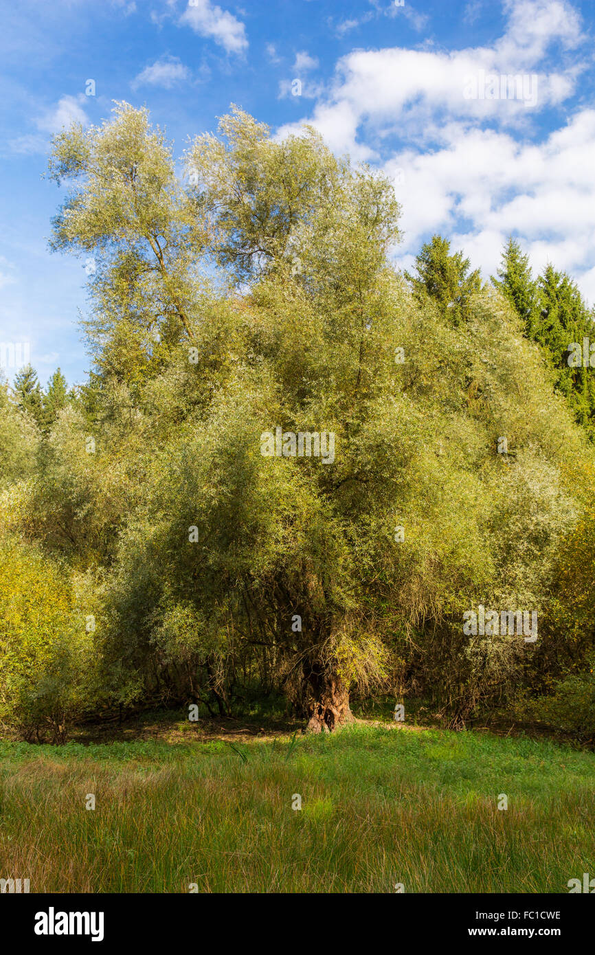 An old willow tree Stock Photo - Alamy