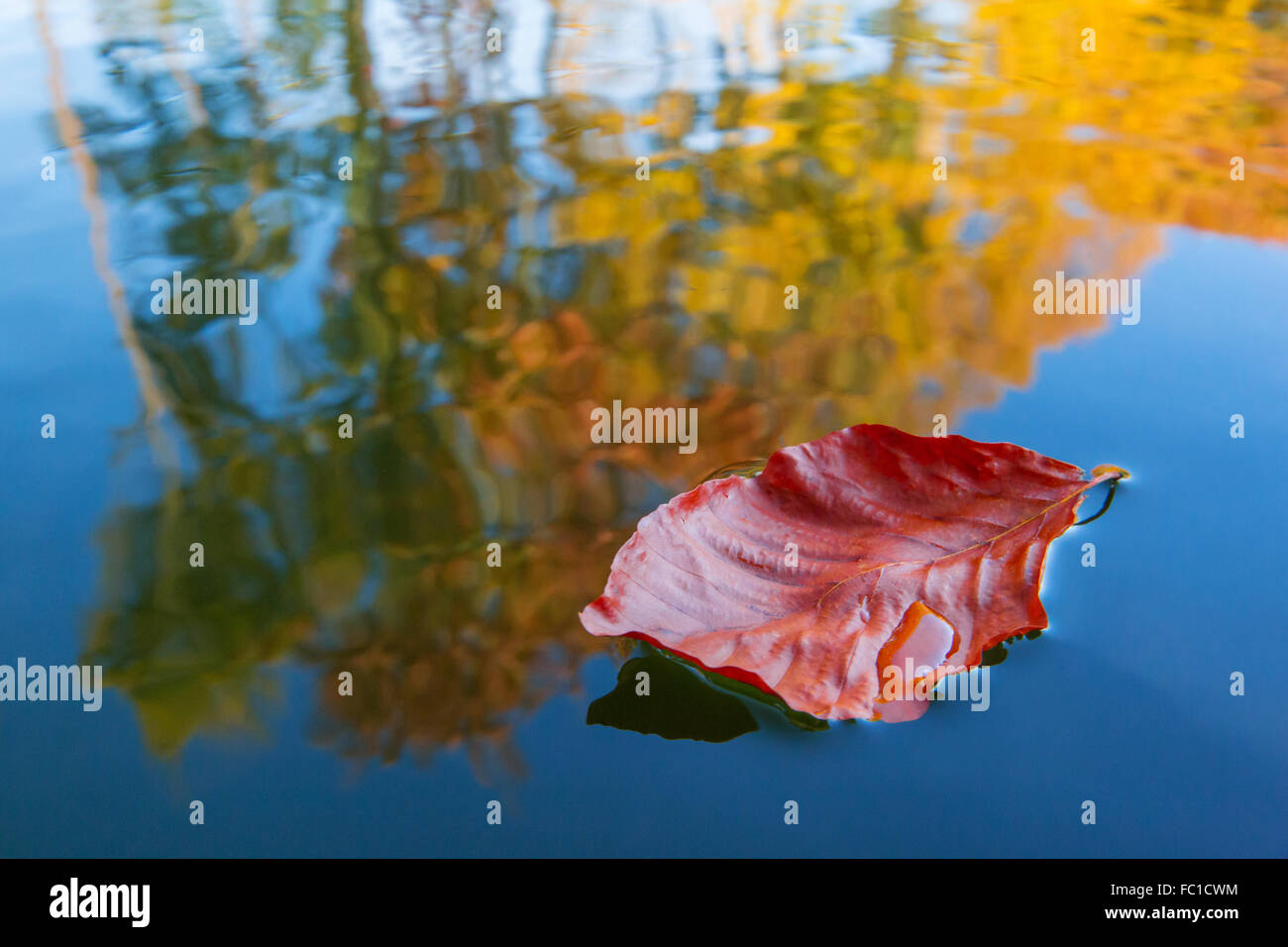 A fall leave on a water surface Stock Photo - Alamy