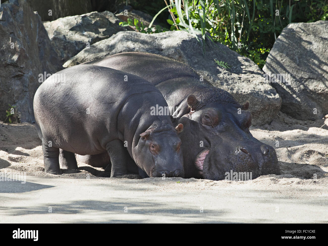Hippo mother and kid hi-res stock photography and images - Alamy