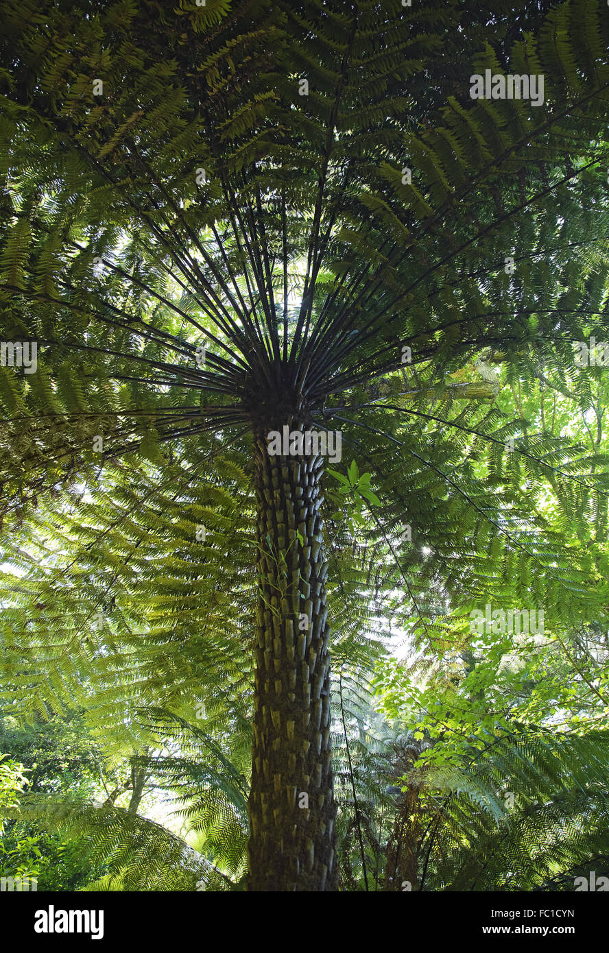 Giant tree fern in rainforest hi-res stock photography and images - Alamy