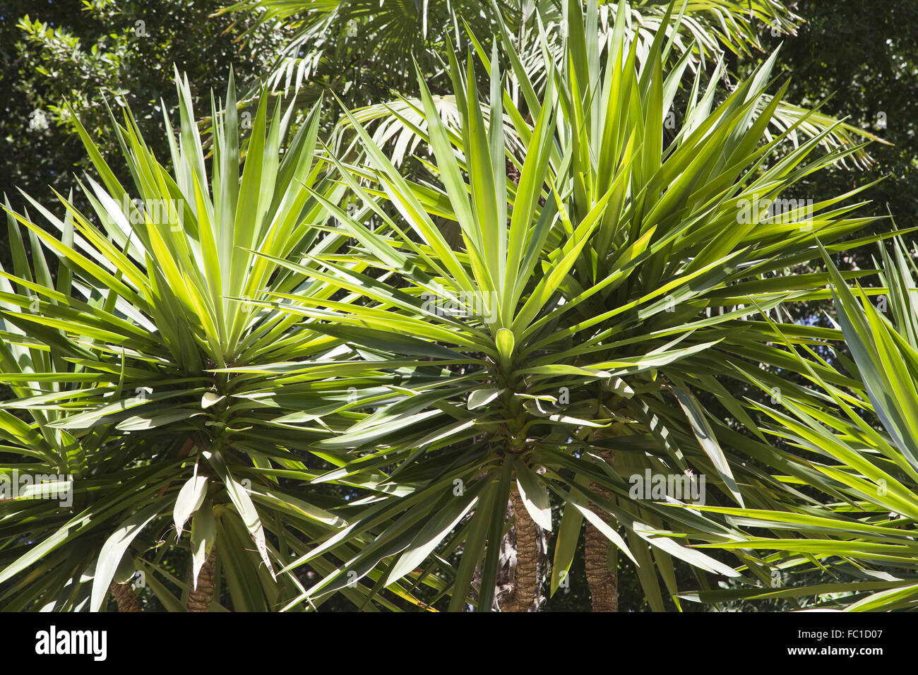 Sunny tops trees in hi-res stock photography and images - Alamy