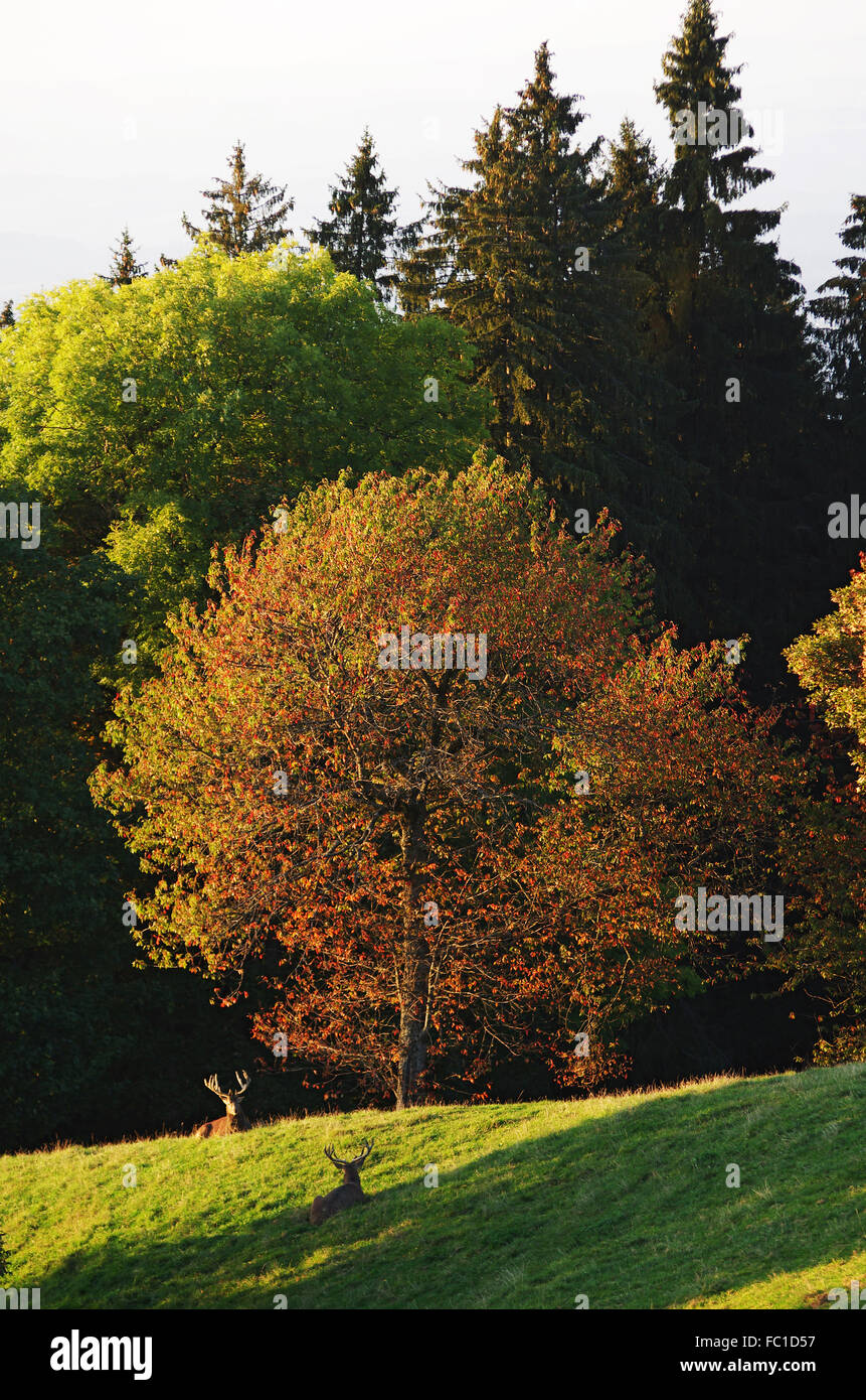 Deer under tree hi-res stock photography and images - Alamy