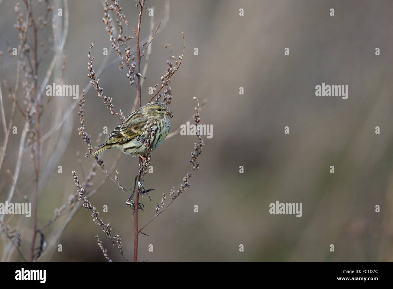 Serin (Serinus serinus Stock Photo - Alamy