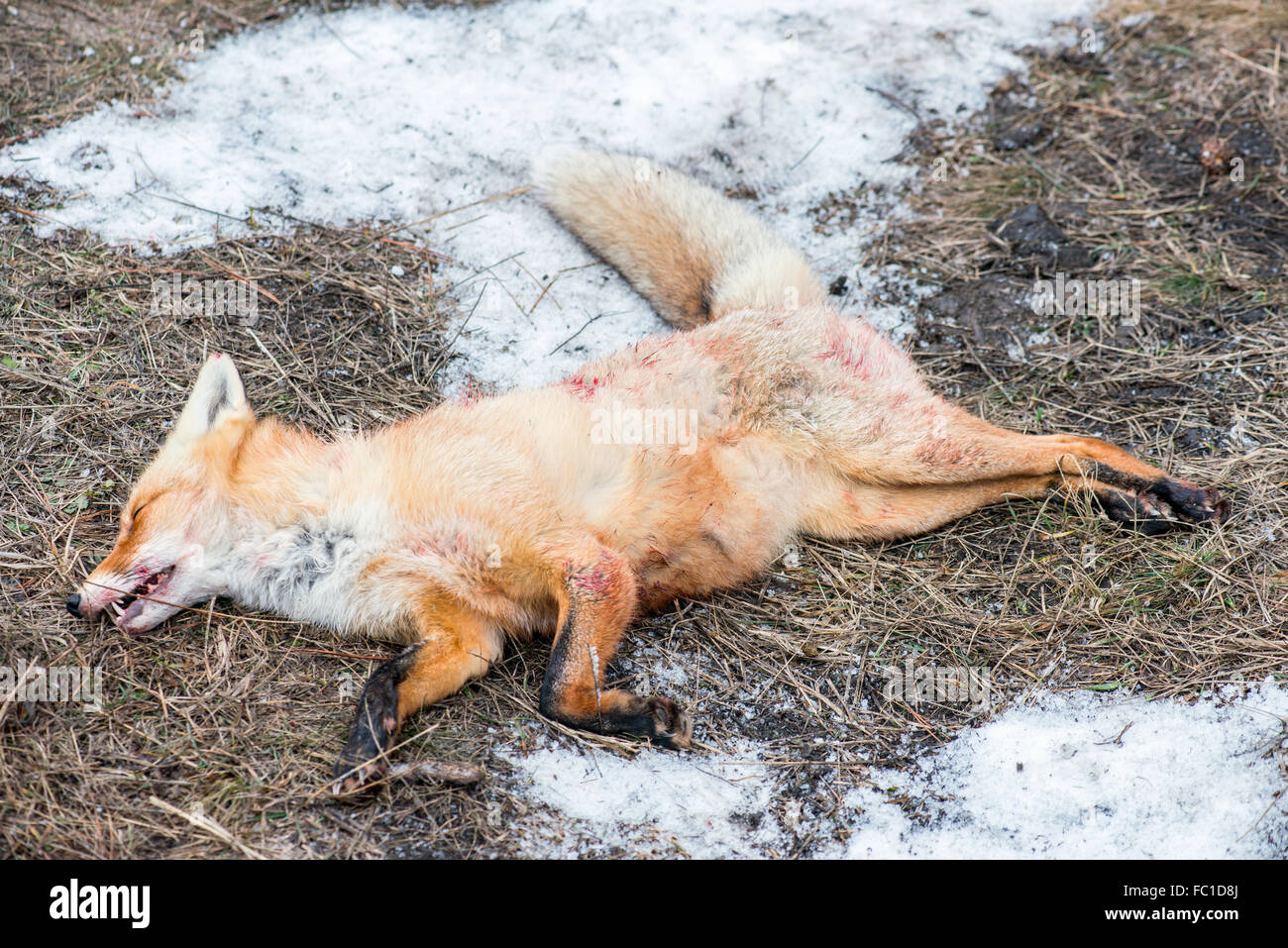 Dead foxes hi-res stock photography and images - Alamy