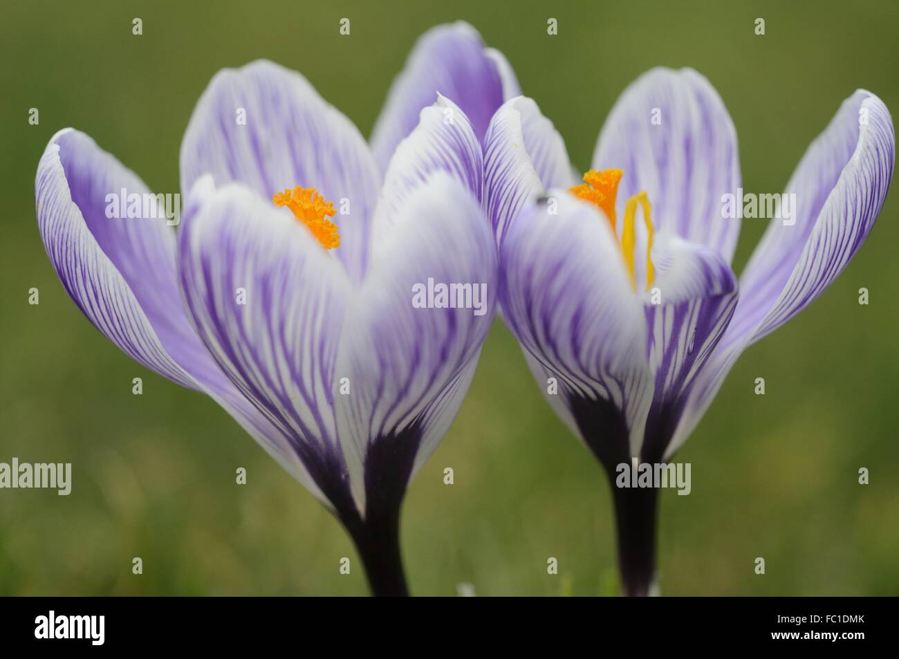 Crocus Hybride High Resolution Stock Photography and Images - Alamy