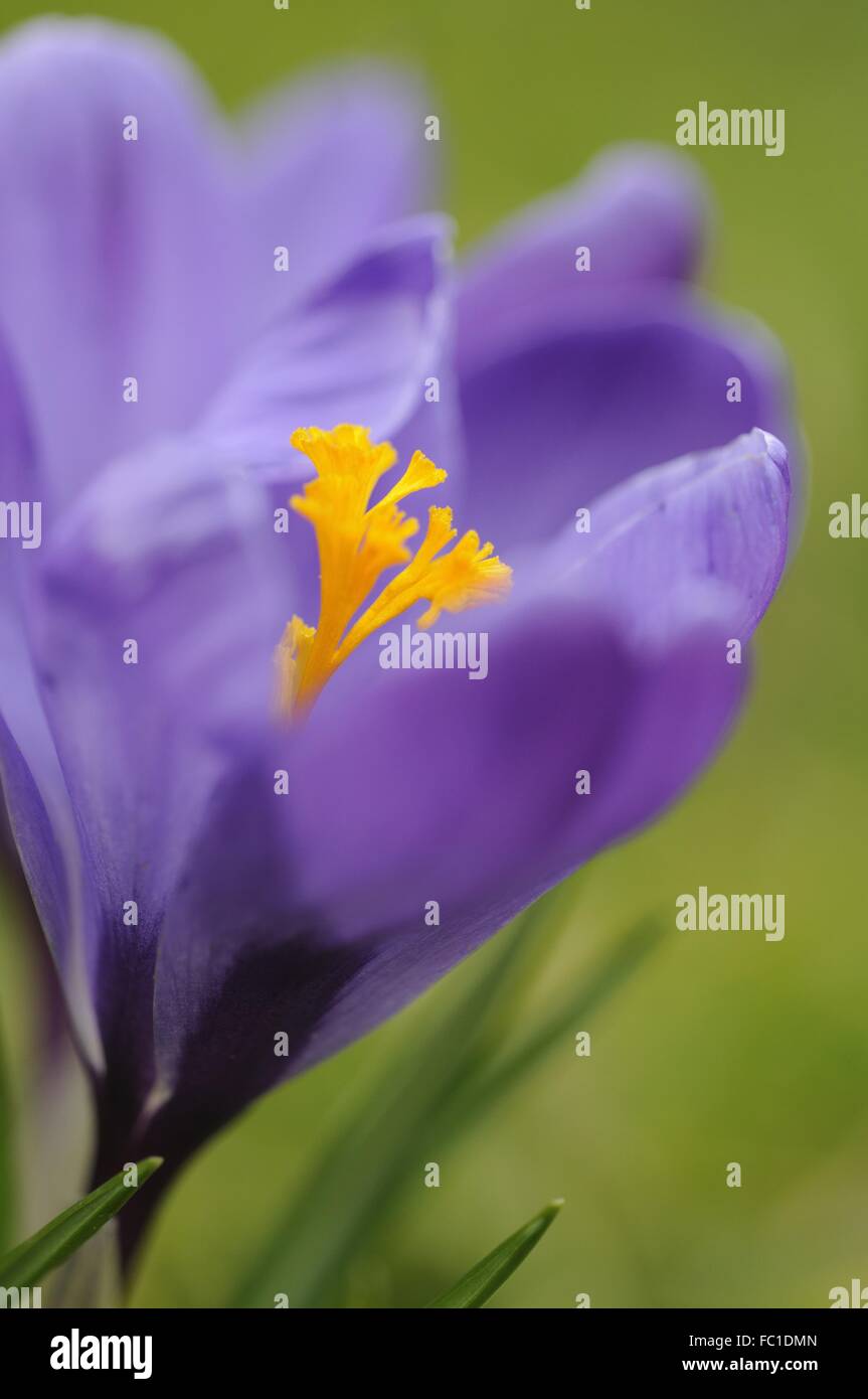 Crocus hybride hi-res stock photography and images - Alamy