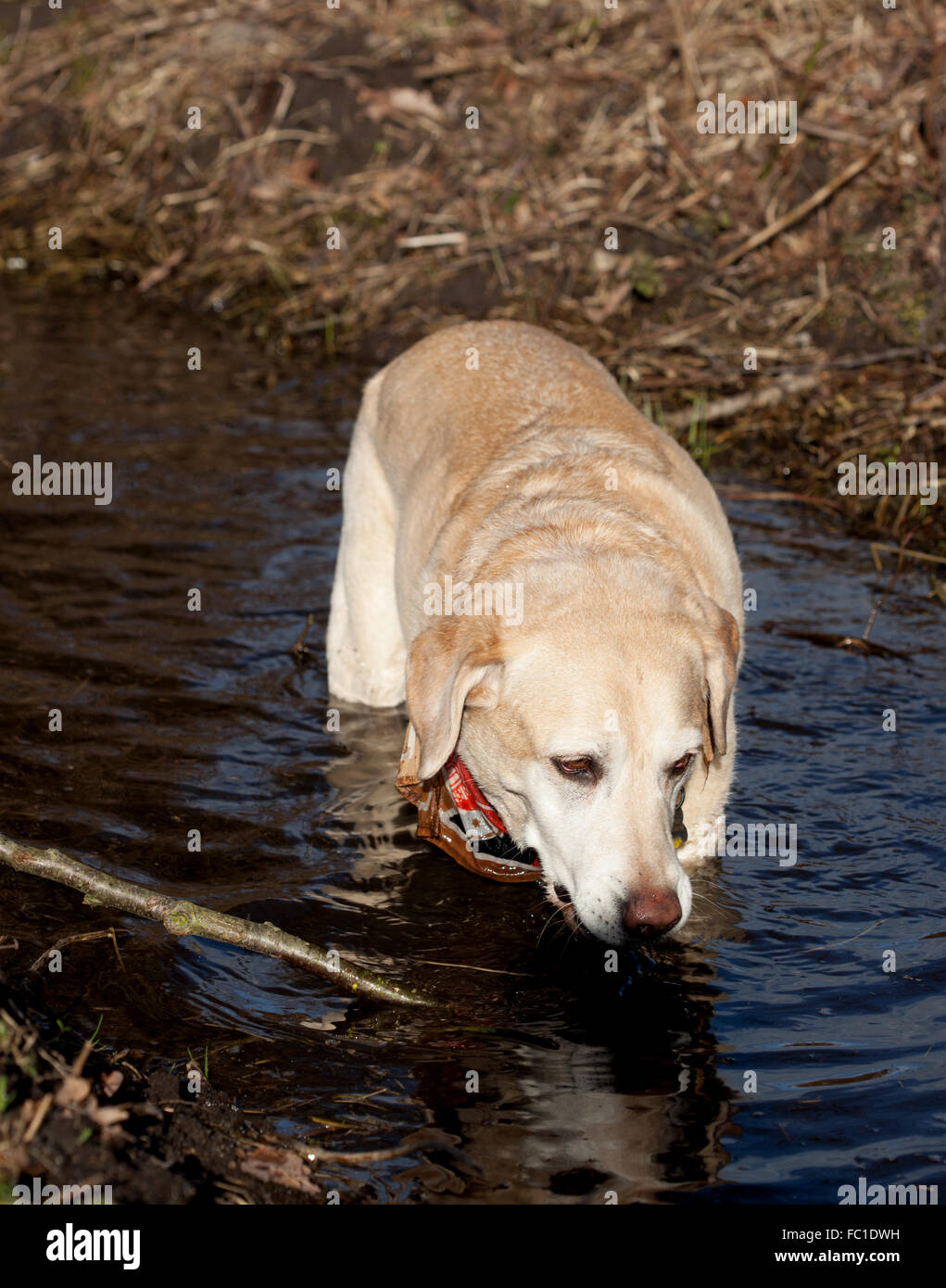 Schlamm baden hi-res stock photography and images - Alamy