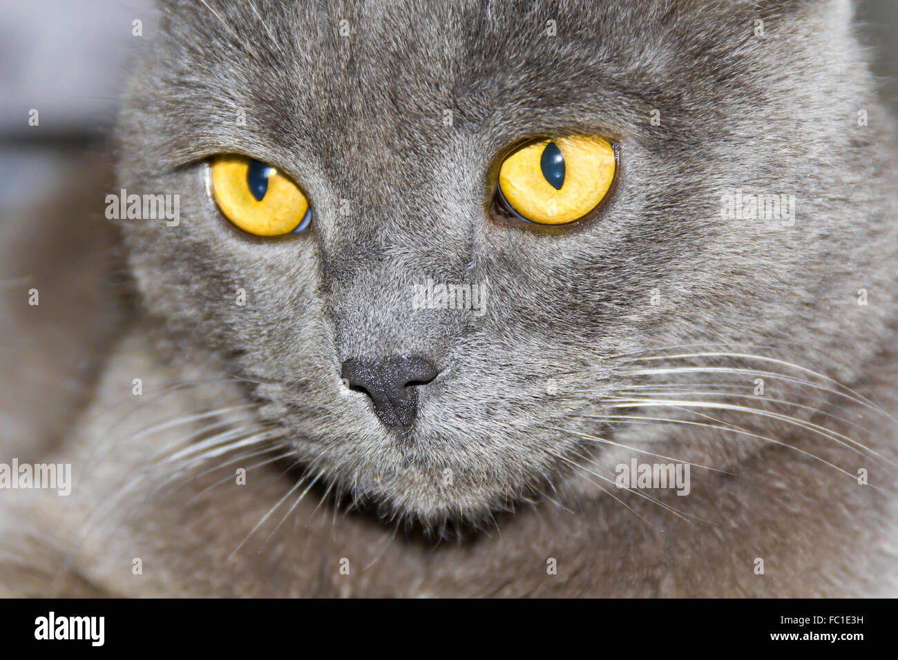 Cat portrait with yellow eyes Stock Photo - Alamy