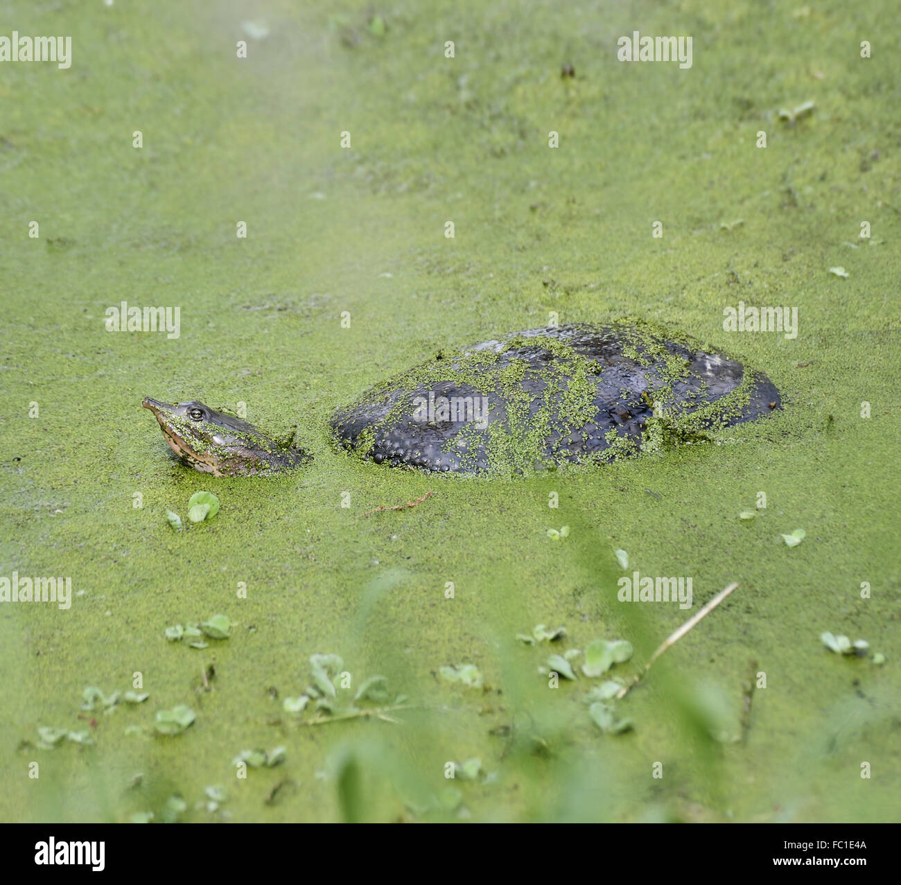 Florida Soft Shell Turtle Stock Photo - Alamy