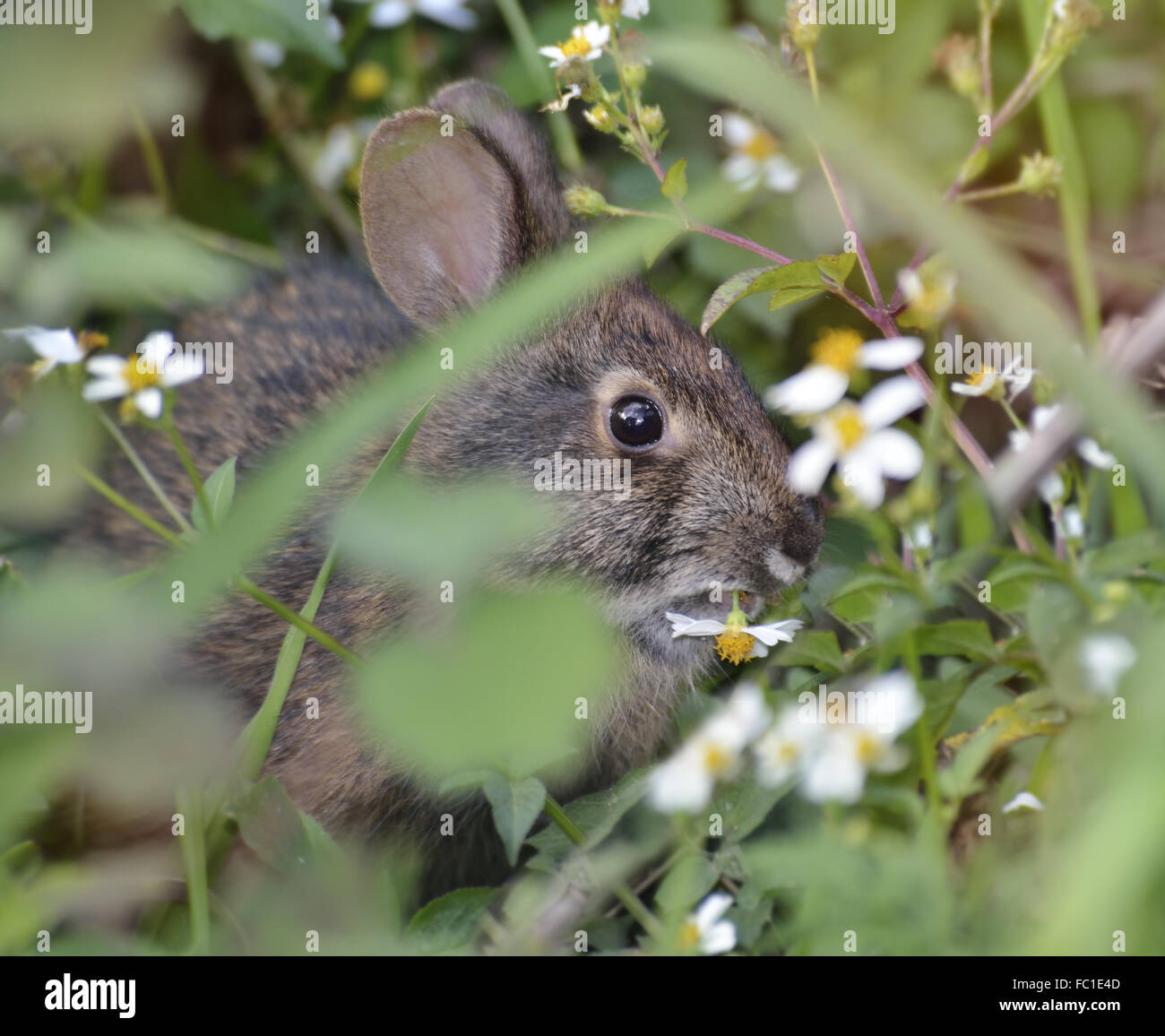 Rabbit eating plants hi-res stock photography and images - Alamy