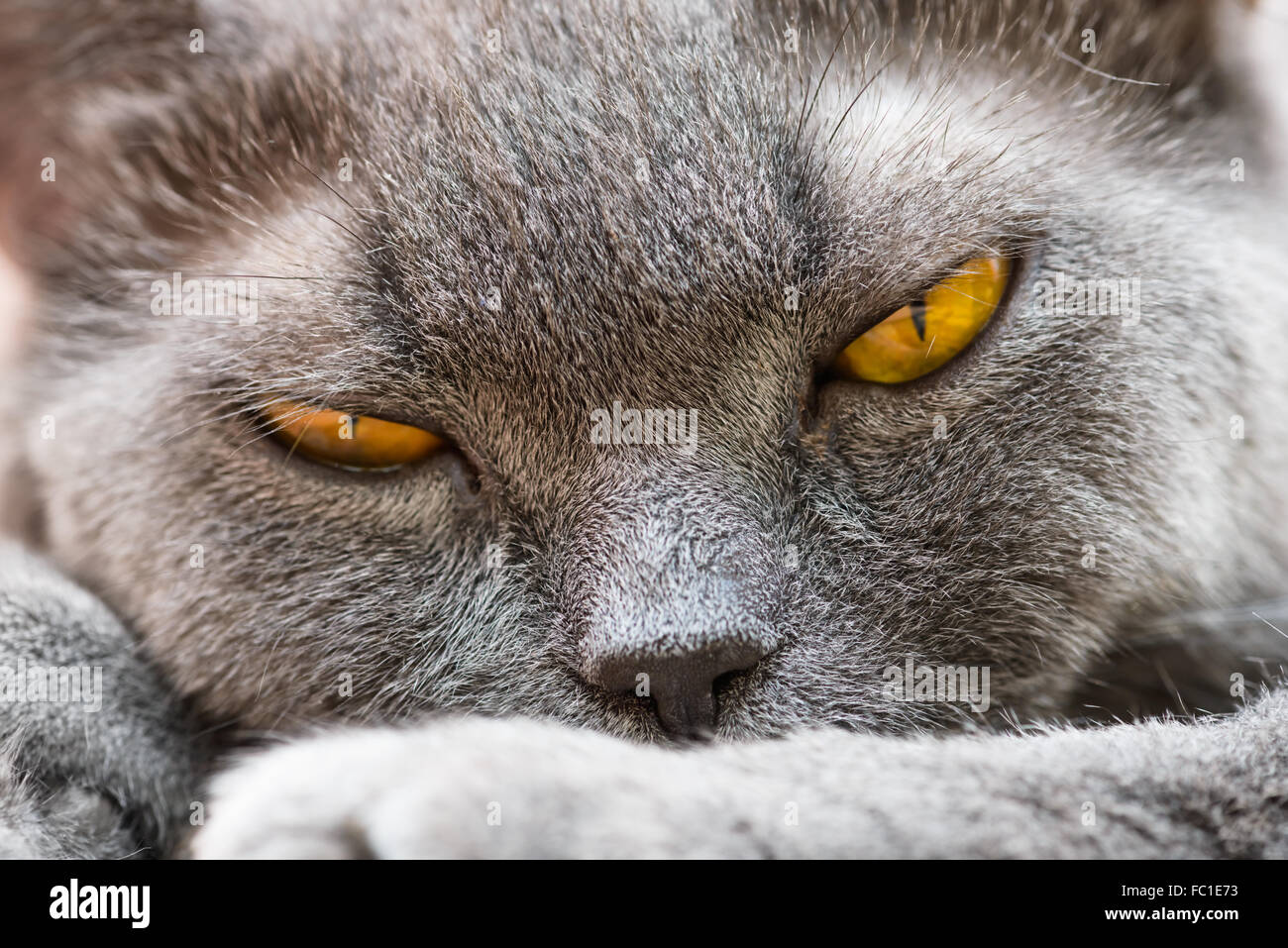The British cat Stock Photo - Alamy