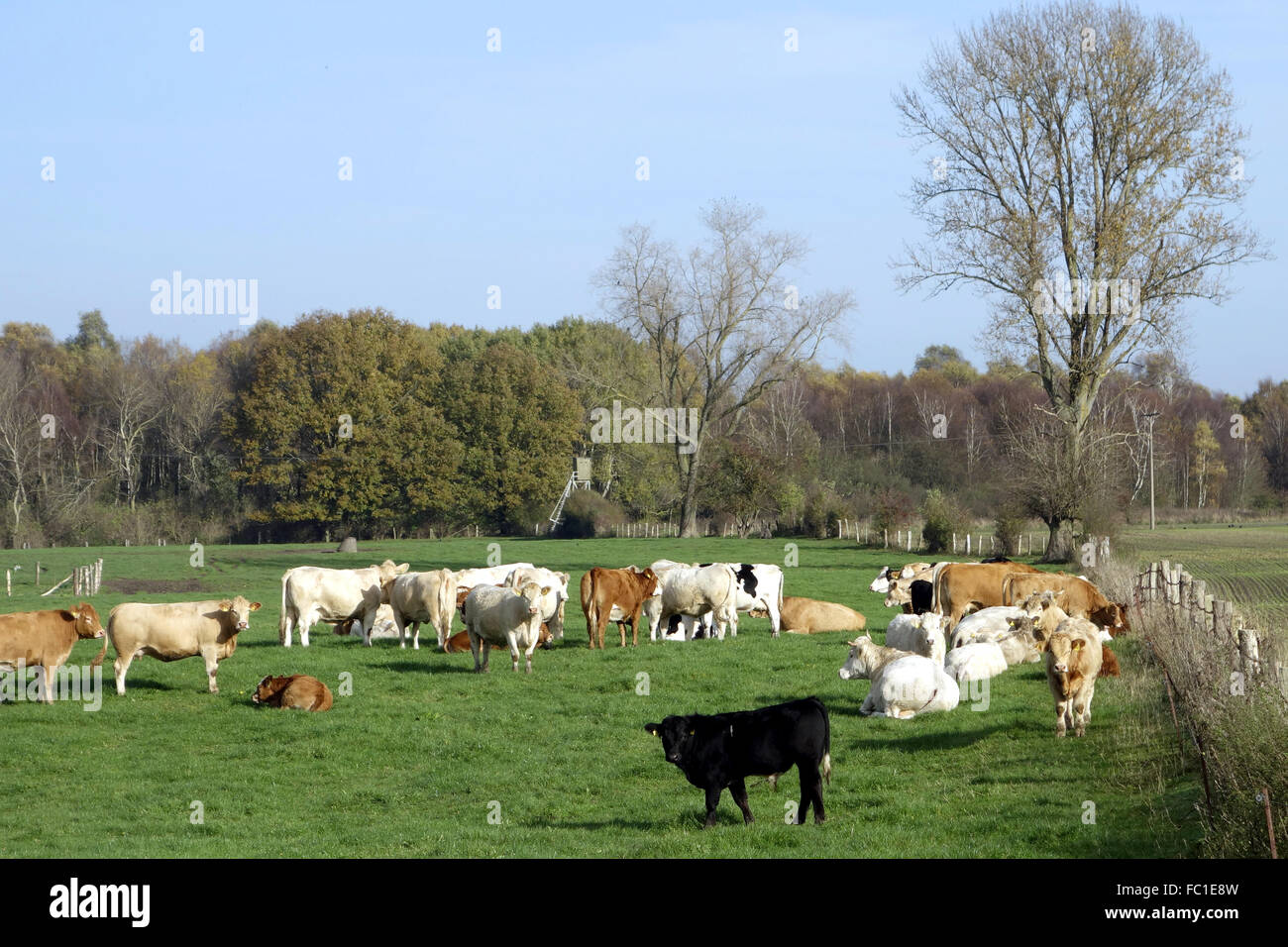 Bio tierhaltung hi-res stock photography and images - Alamy