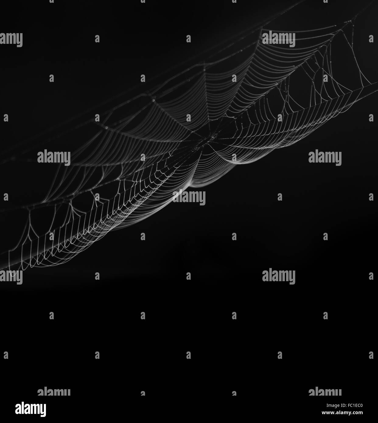 Spider web design Black and White Stock Photos & Images - Alamy