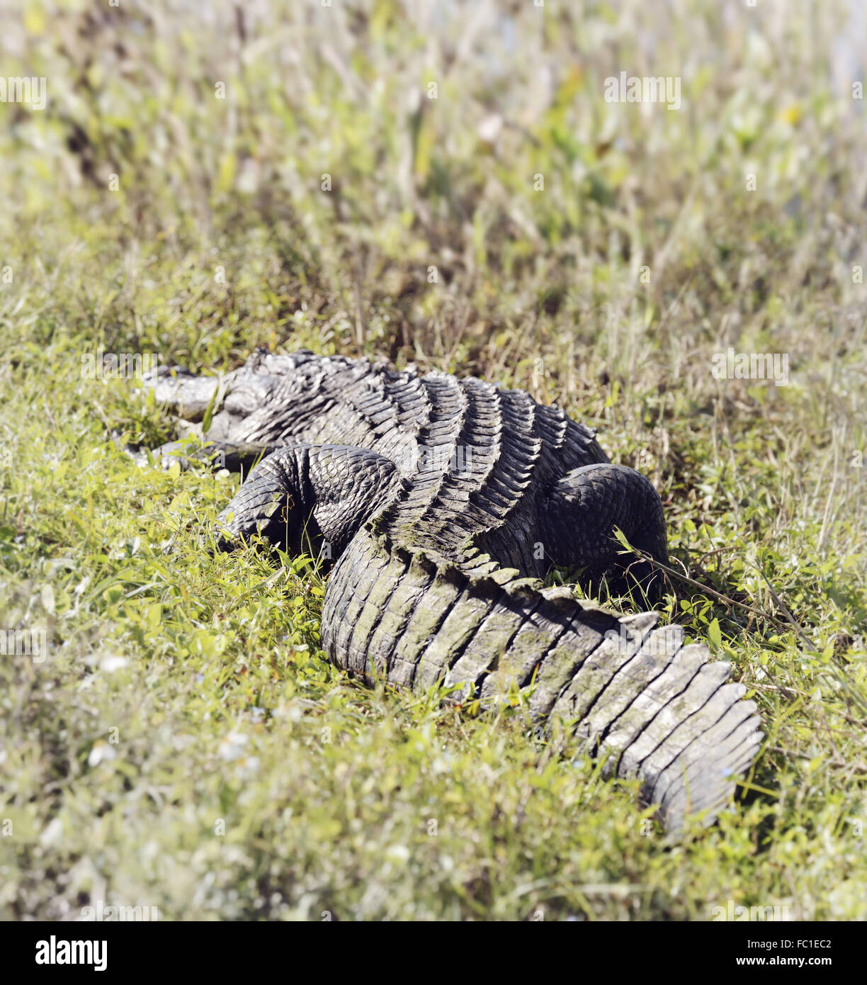 Florida alligator hi-res stock photography and images - Alamy