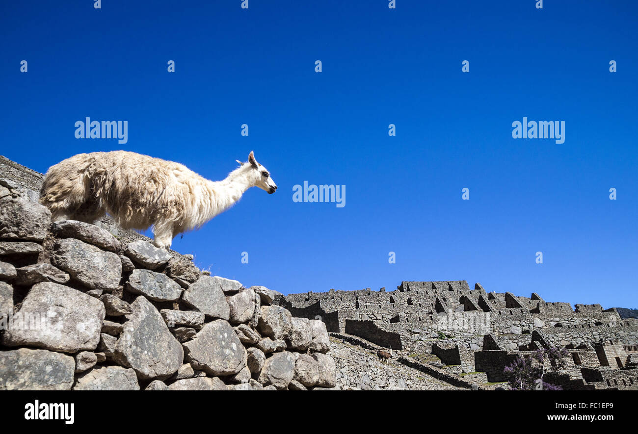 llama standing in Macchu picchu ruins Stock Photo - Alamy