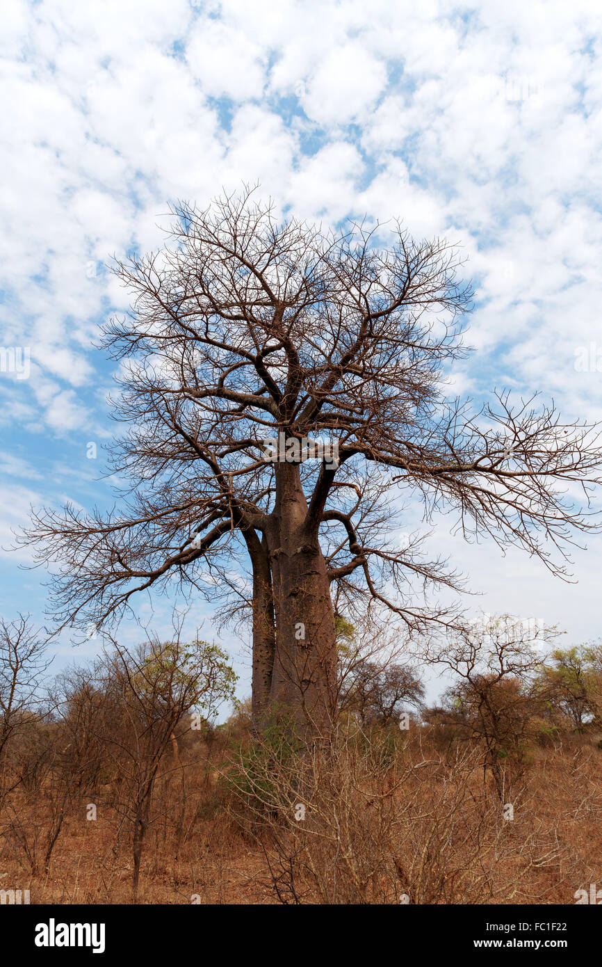 Old baobab tree hi-res stock photography and images - Alamy