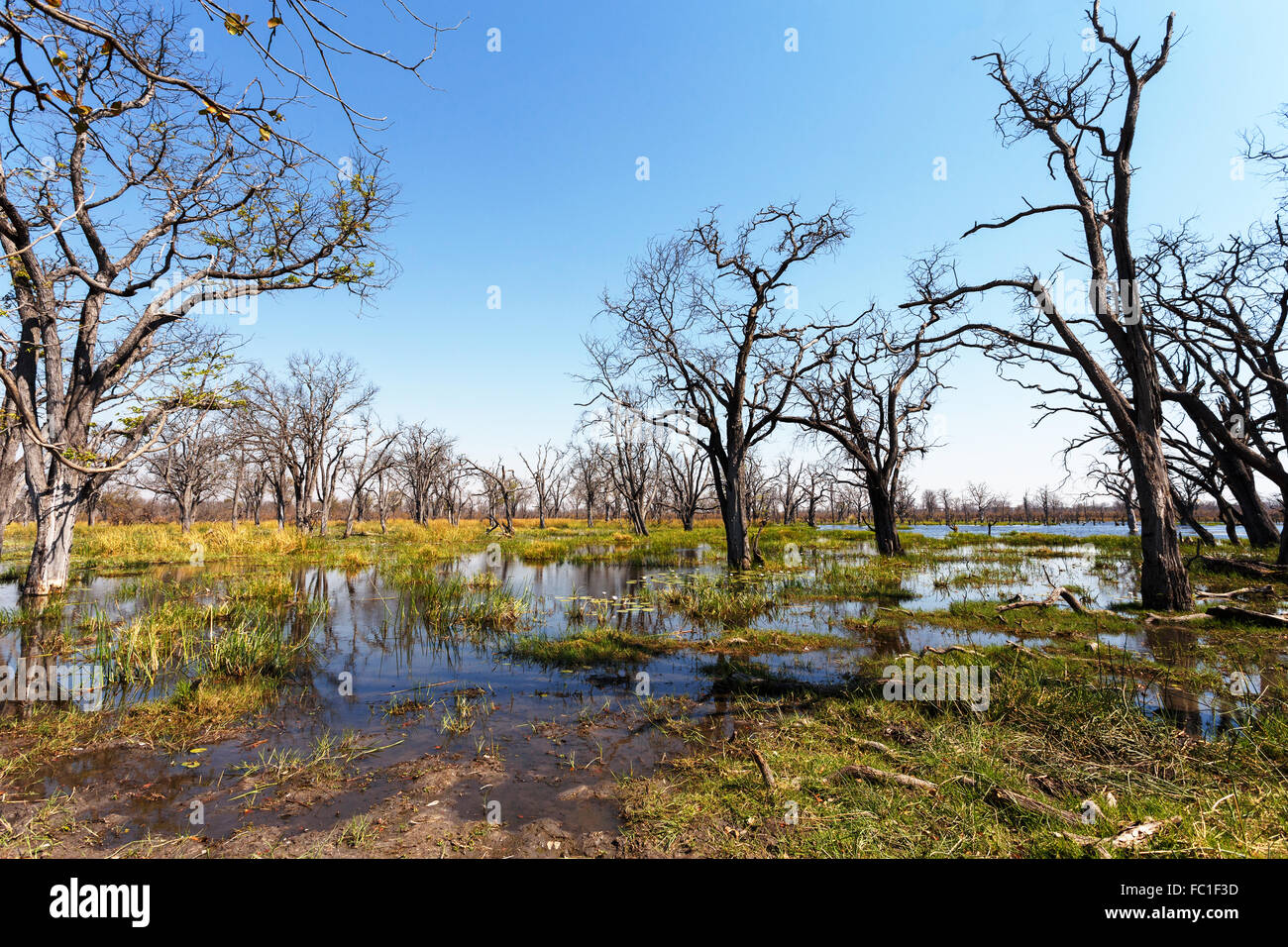 beautiful landscape in the Okavango swamps, Moremi game reserve ...