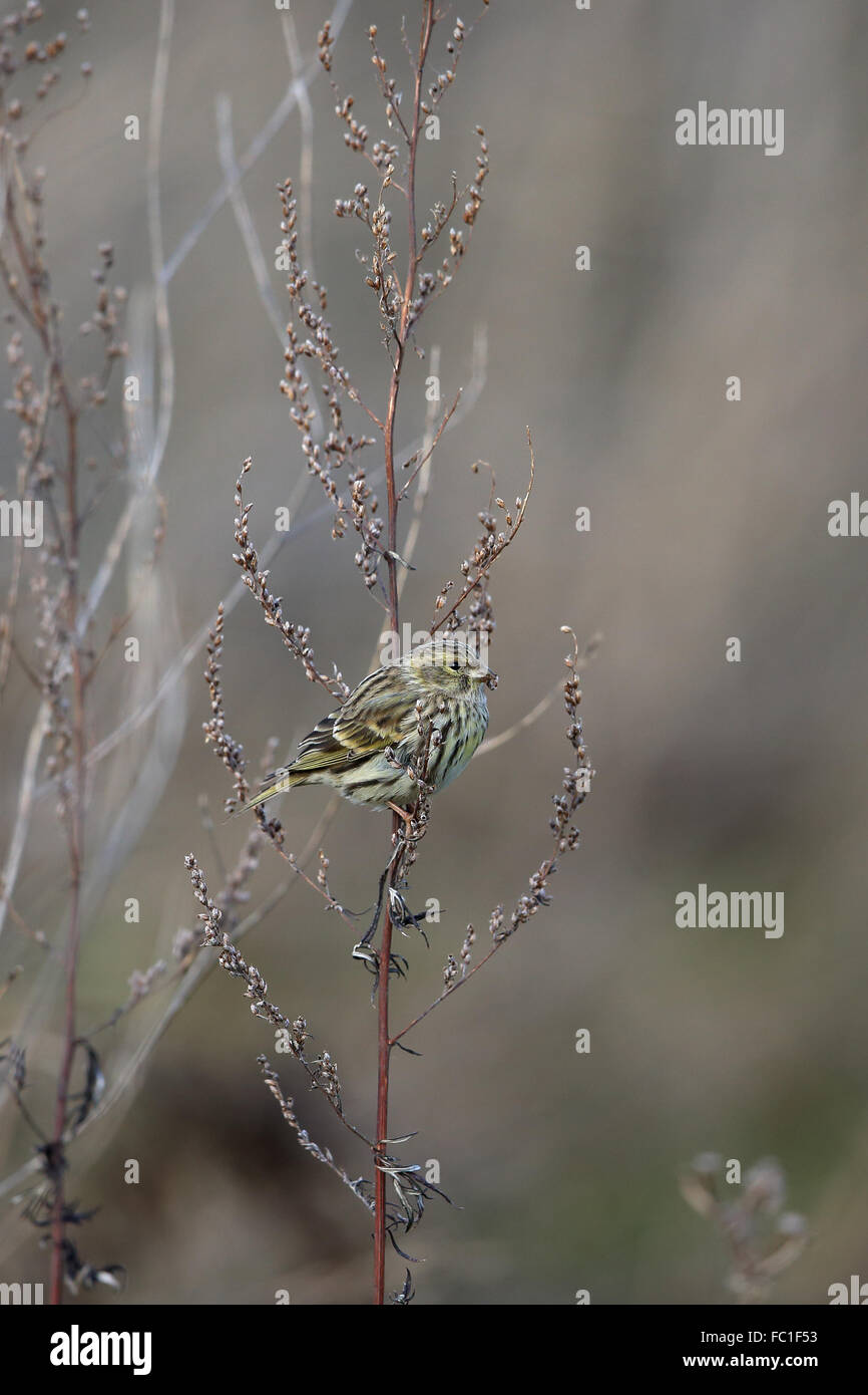 Serin (Serinus serinus Stock Photo - Alamy