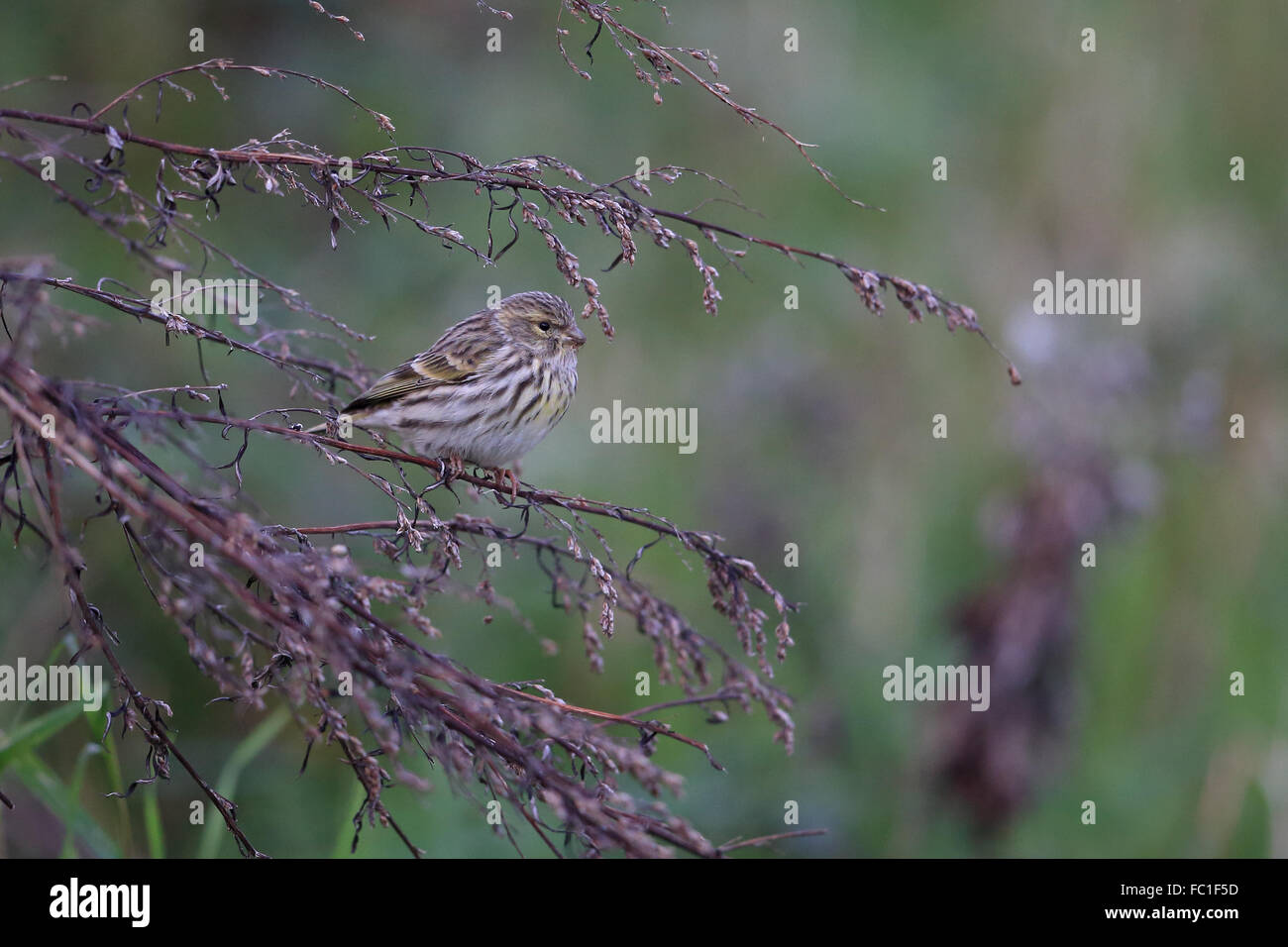 Serin (Serinus serinus Stock Photo - Alamy
