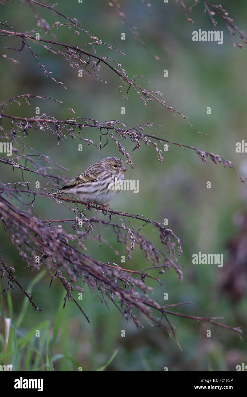 Serin (Serinus serinus Stock Photo - Alamy