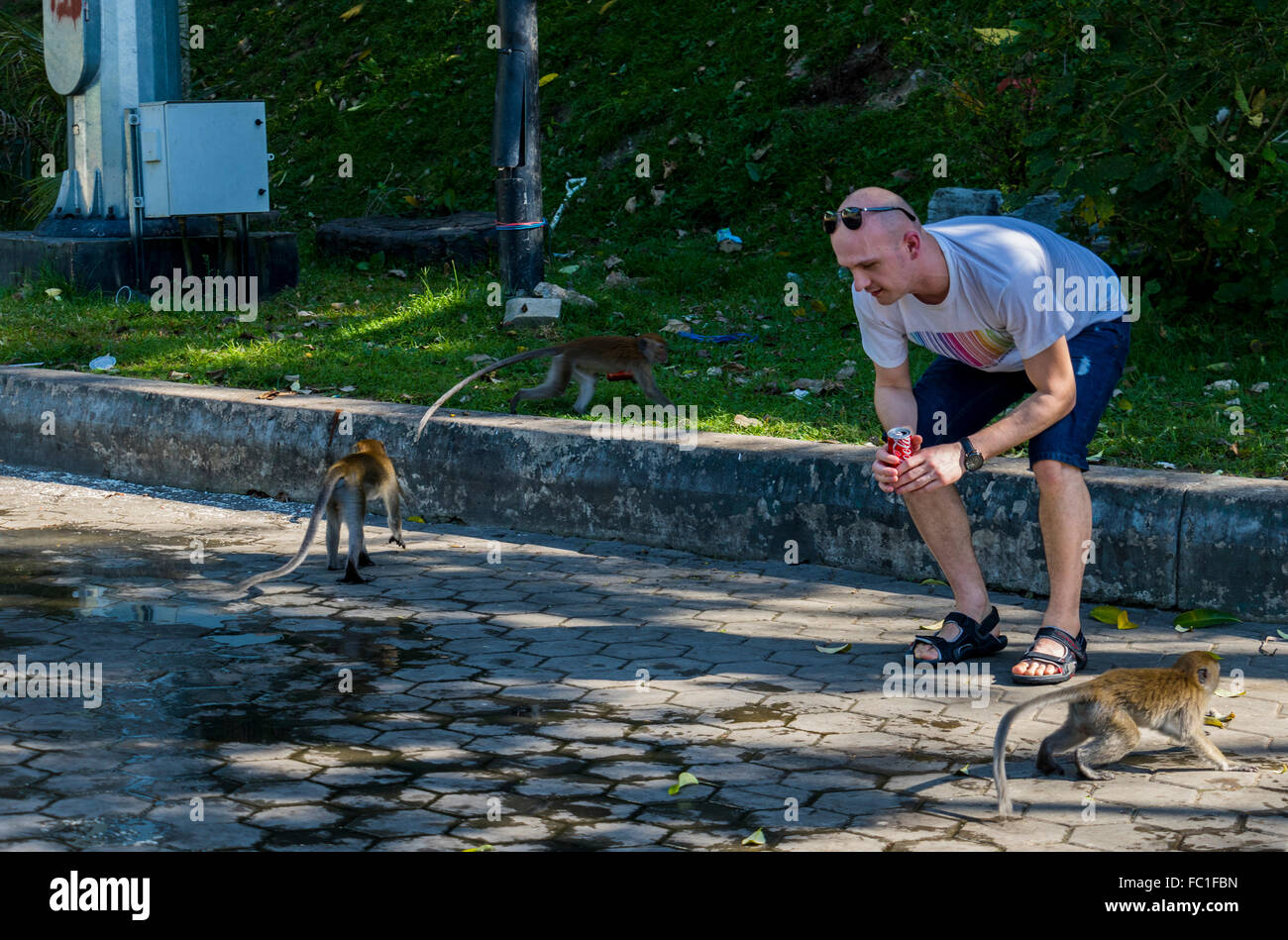 Man feeding monkeys around Batu Caves temple complex Gombak Selangor ...