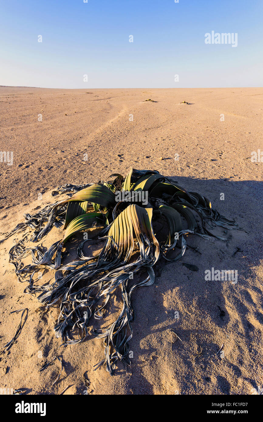 Splendid example of Welwitschia mirabilis is estimated to be more than ...