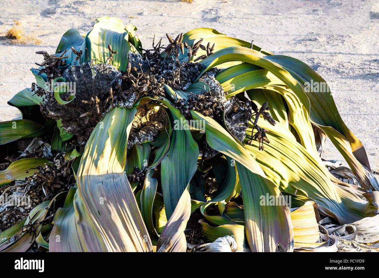 Splendid example of Welwitschia mirabilis is estimated to be more than ...