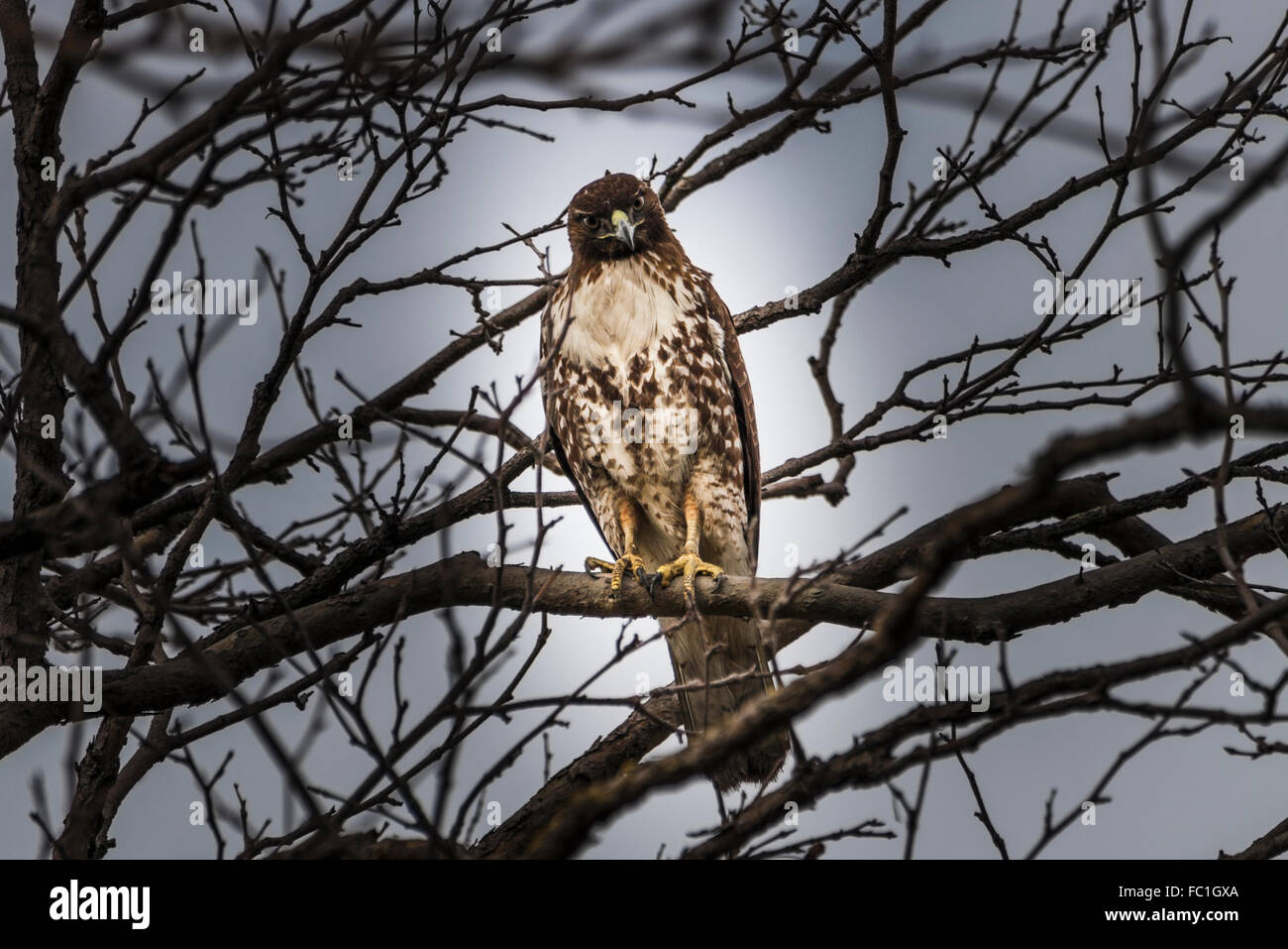 A Red-tailed hawk staring from its perch among tangled tree branches ...