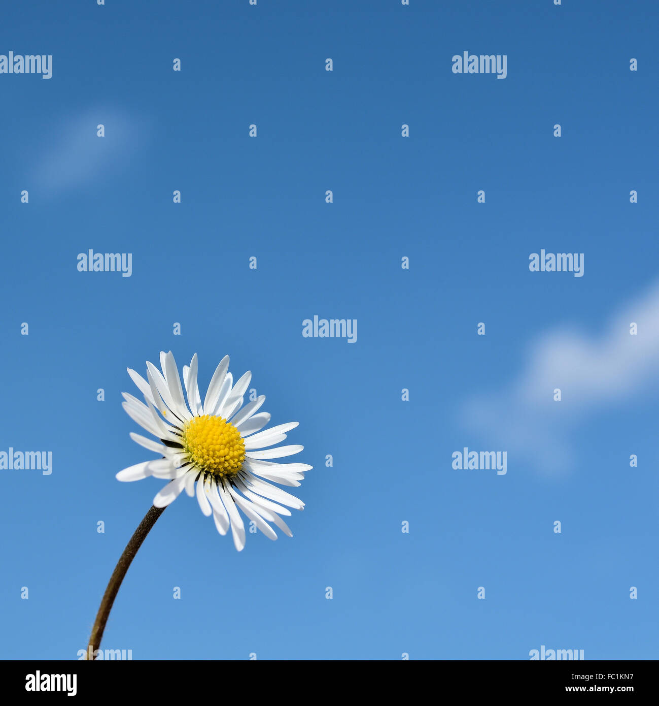 daisy in front of blue sky Stock Photo - Alamy