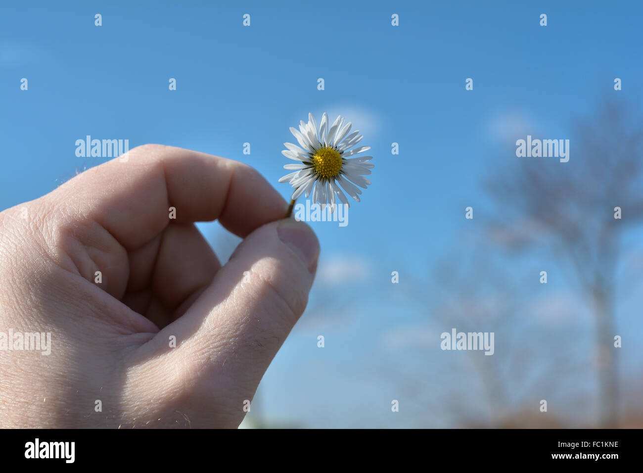 Hand holding daisy hi-res stock photography and images - Alamy