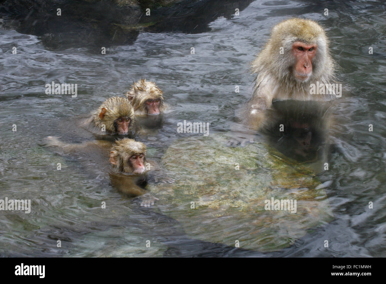 Snow Monkeys Japanese Macaques in water Stock Photo - Alamy