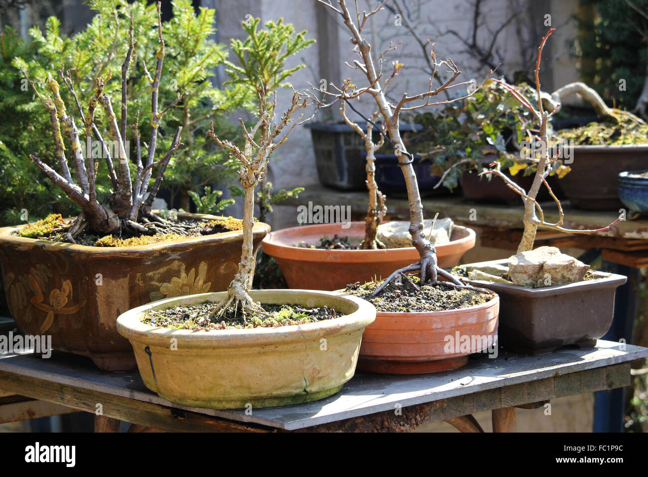Deciduous bonsai trees tree hi-res stock photography and images - Alamy