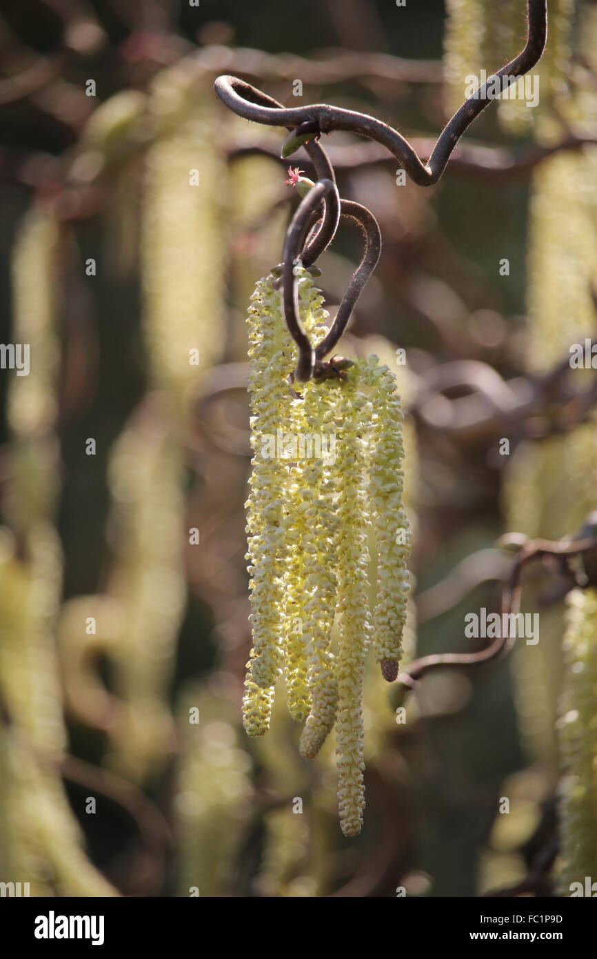 Corkscrew hazel trees hi-res stock photography and images - Alamy