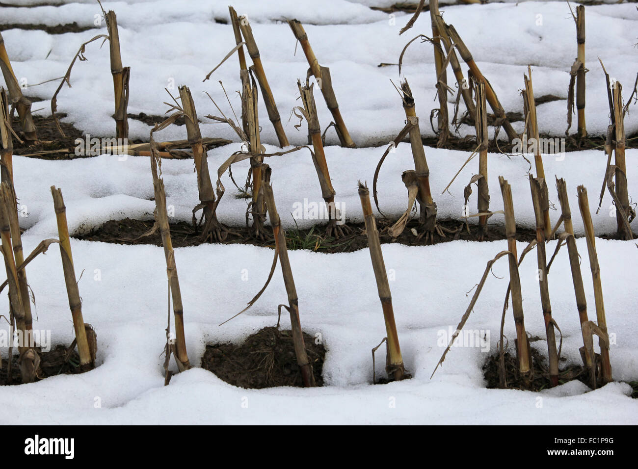 Stubblefield hi-res stock photography and images - Alamy