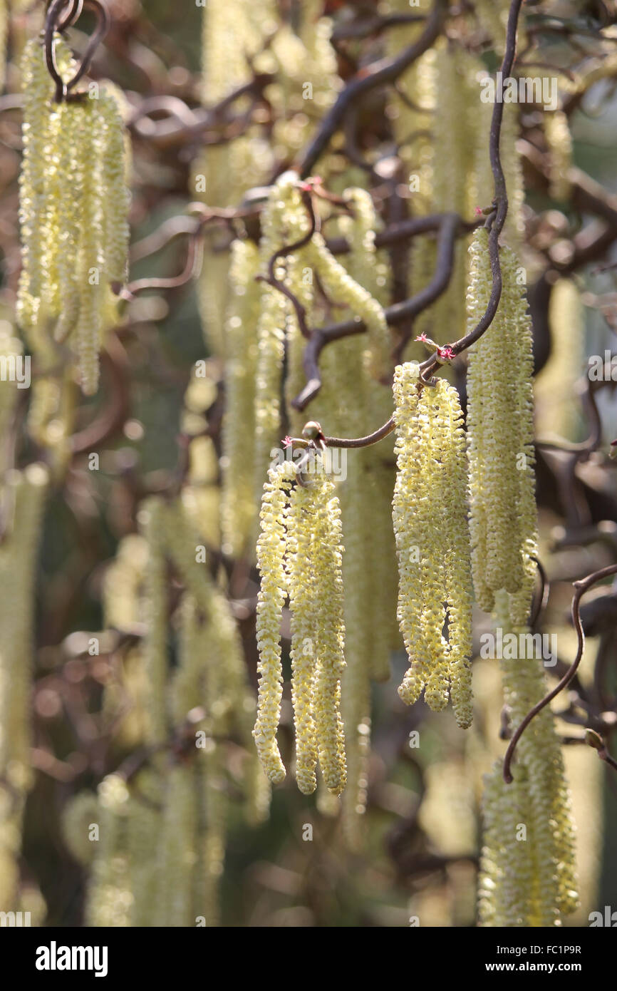 Corkscrew hazel trees hi-res stock photography and images - Alamy