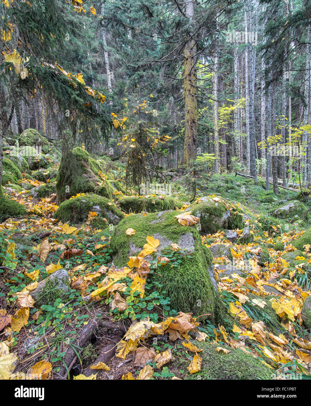 Beautiful dense forest Stock Photo - Alamy