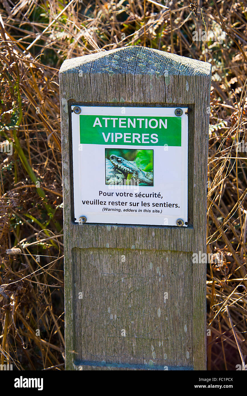 Viper snake france hi-res stock photography and images - Alamy