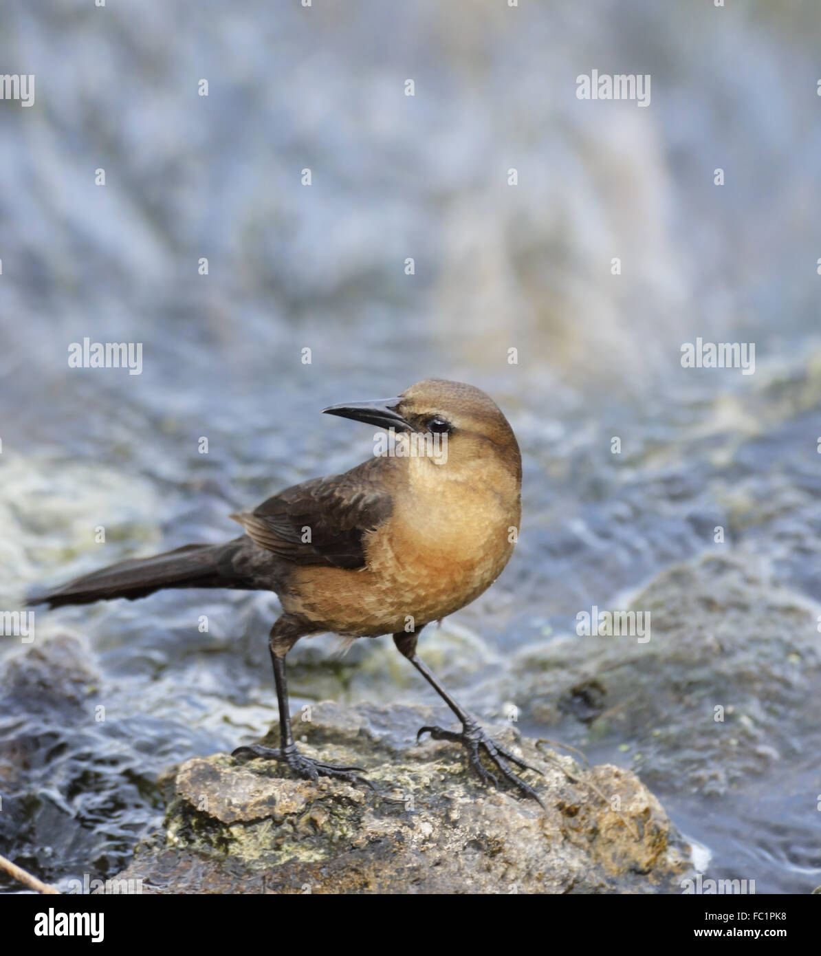 Boat-Tailed Grackle Female Stock Photo - Alamy