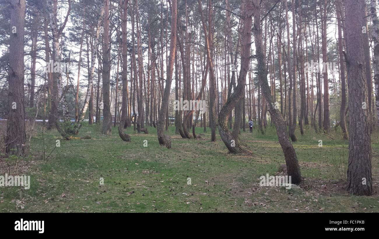 Crooked forest in Poland krzywy las w Polsce Stock Photo - Alamy