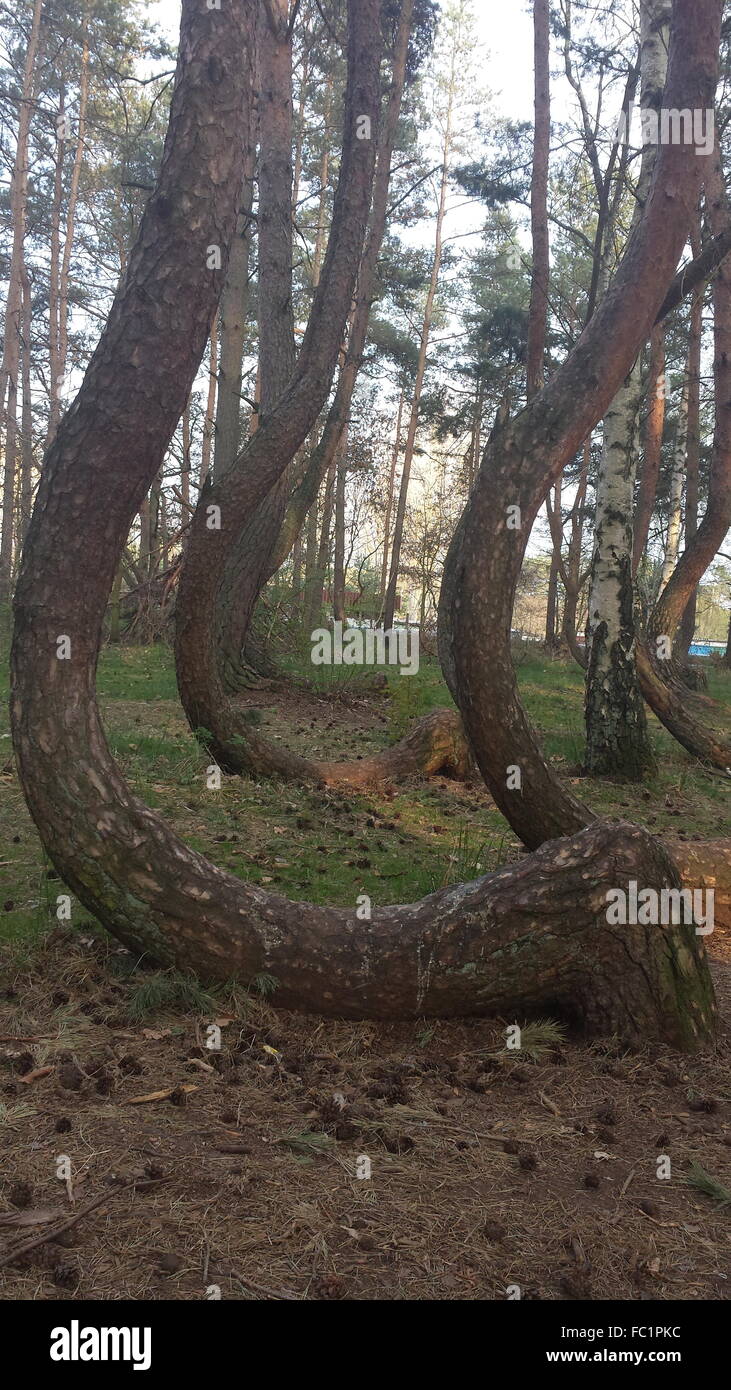 Crooked forest hi-res stock photography and images - Alamy