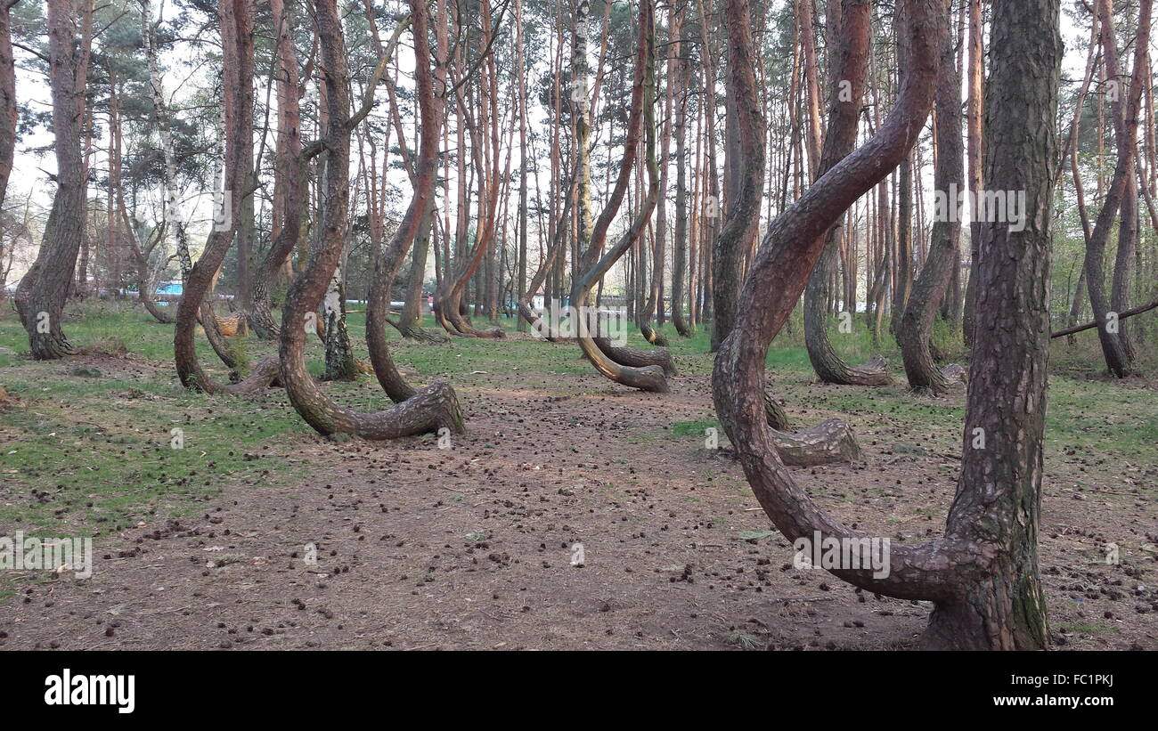 Crooked forest in Poland krzywy las w Polsce Stock Photo - Alamy