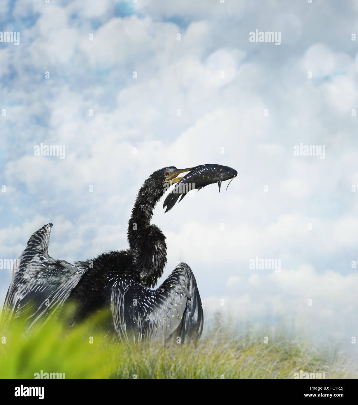 Anhinga fishing hi-res stock photography and images - Alamy