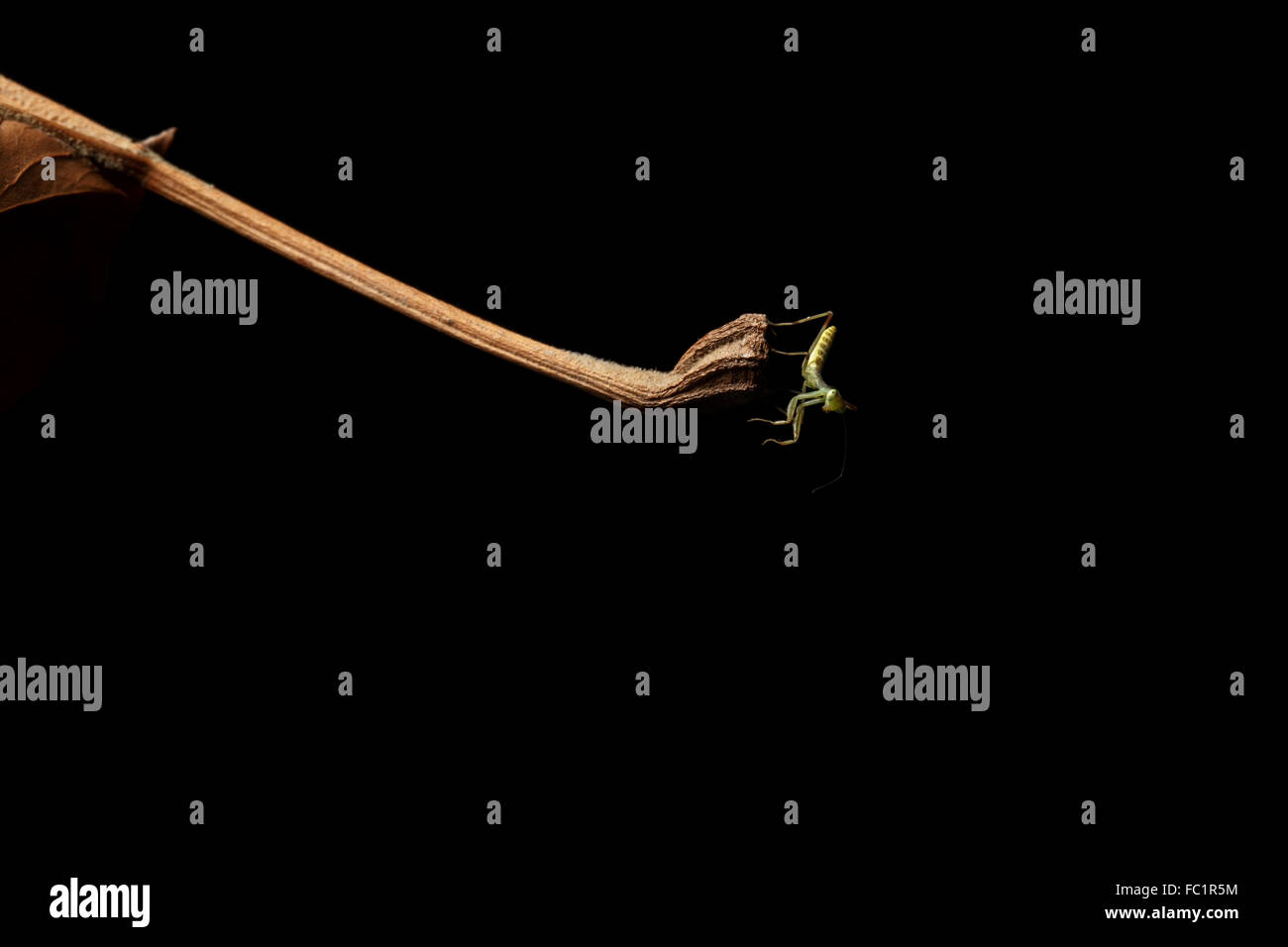 Praying mantis face close hi-res stock photography and images - Alamy