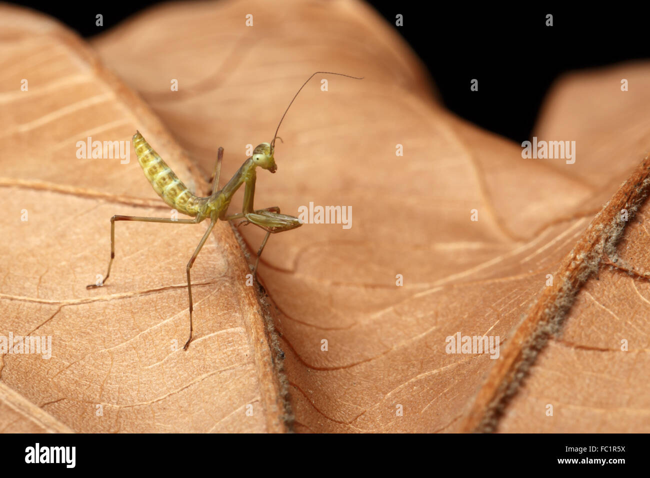Praying Mantis - religiosa Stock Photo - Alamy