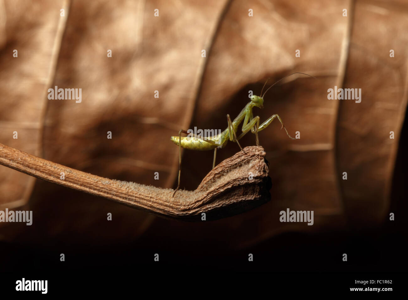 Praying mantis face close up hi-res stock photography and images - Alamy