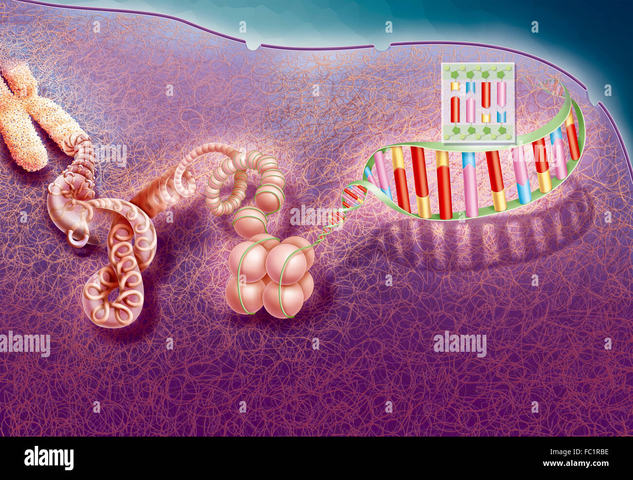 Dna compaction and histones hi-res stock photography and images - Alamy